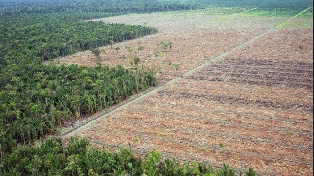 Petition · Stop cutting down trees! Stop killing endagered species ...