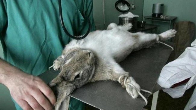 Petition · Replace Animal Testing - United States · Change.org