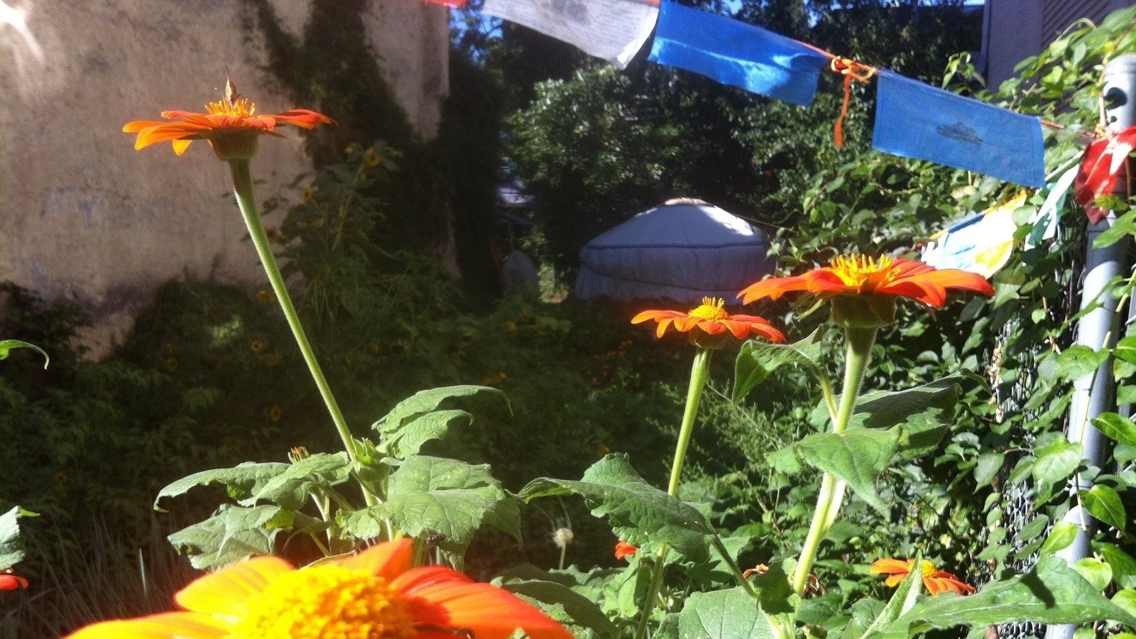 Petition · Save Ahimsa House Community Garden! - United States · Change.org