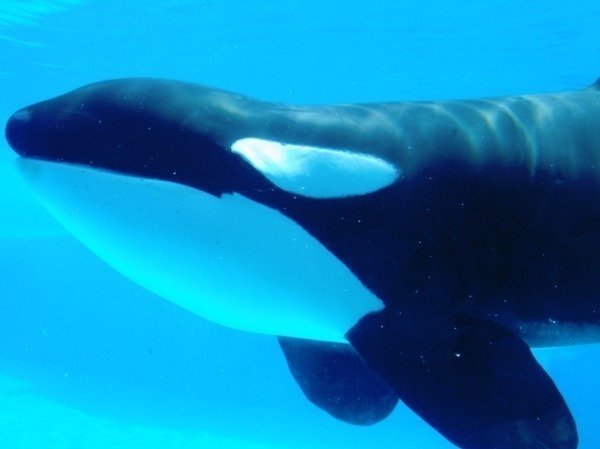 Petition · Kiska, Marineland Ontario's Lone Orca, needs a companion ...