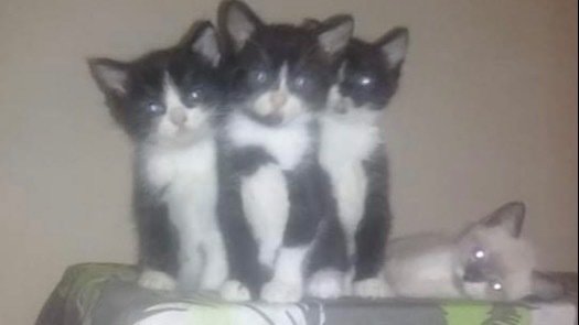 Petition · Give Cats rights - United Kingdom · Change.org