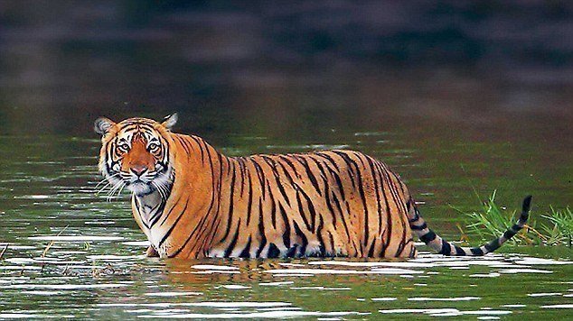 Petition · Save the critical Tiger Corridors to save Tigers before its ...