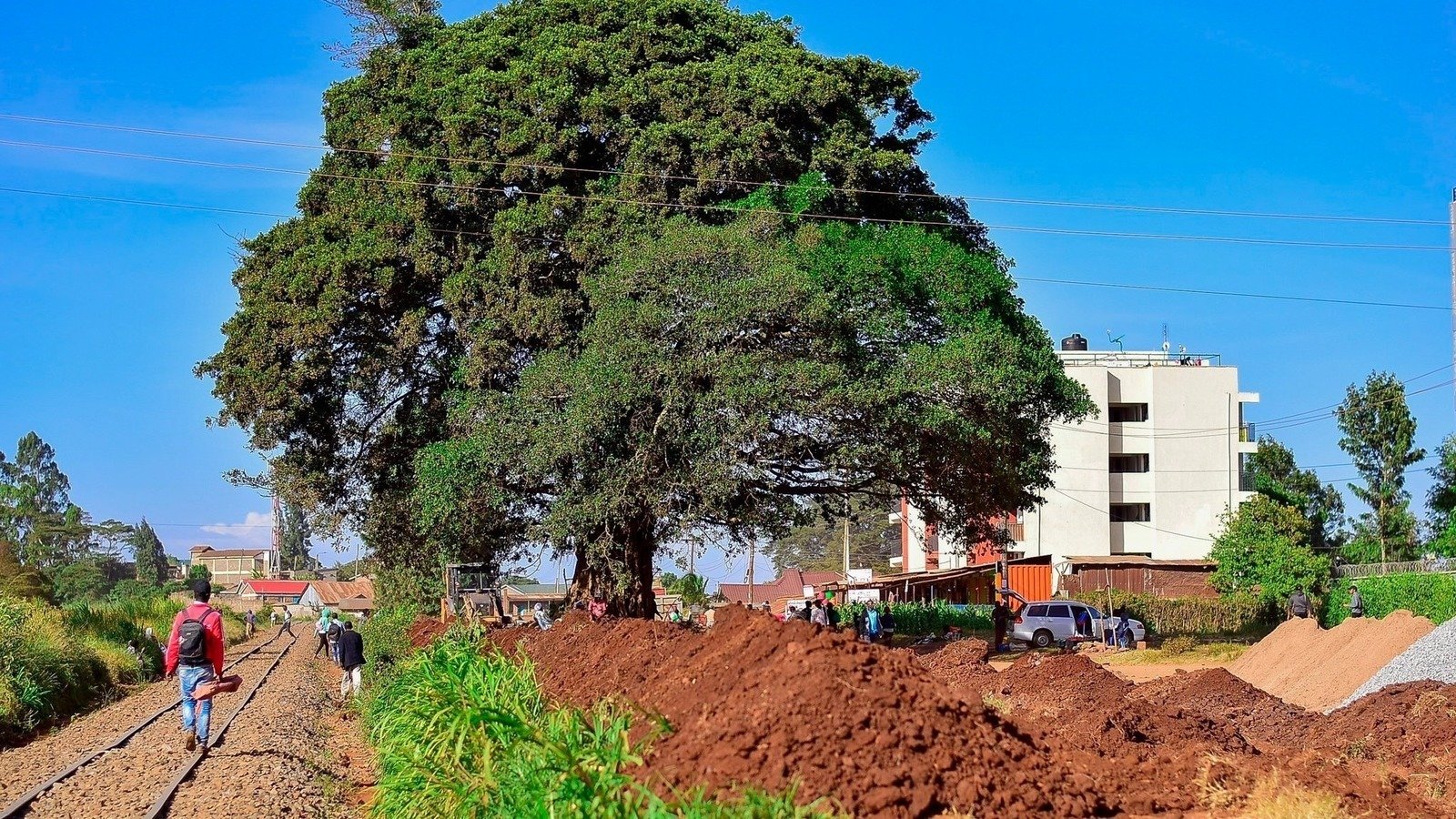 Petition · Save The Gitaru Mugumo Tree - Kenya · Change.org