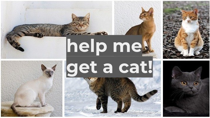 Petition · help me get a cat! - United States · Change.org