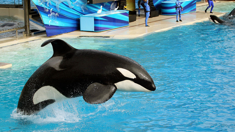 Petition · Bring back Shamu Shows · Change.org