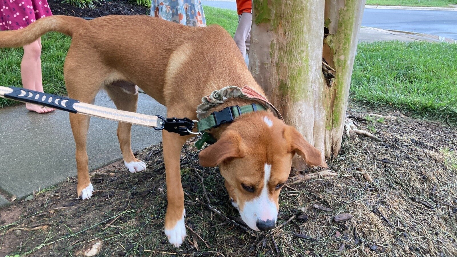 Petition · Protect Arlington neighborhood kids and pets: Stop the ...