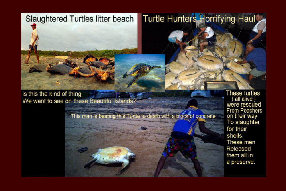 Petition · : Preserve the protected status of the Green Sea Turtles in ...