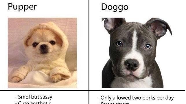 Petition · Change the word 'dog' to 'doggo' and the word 'puppy' to ...