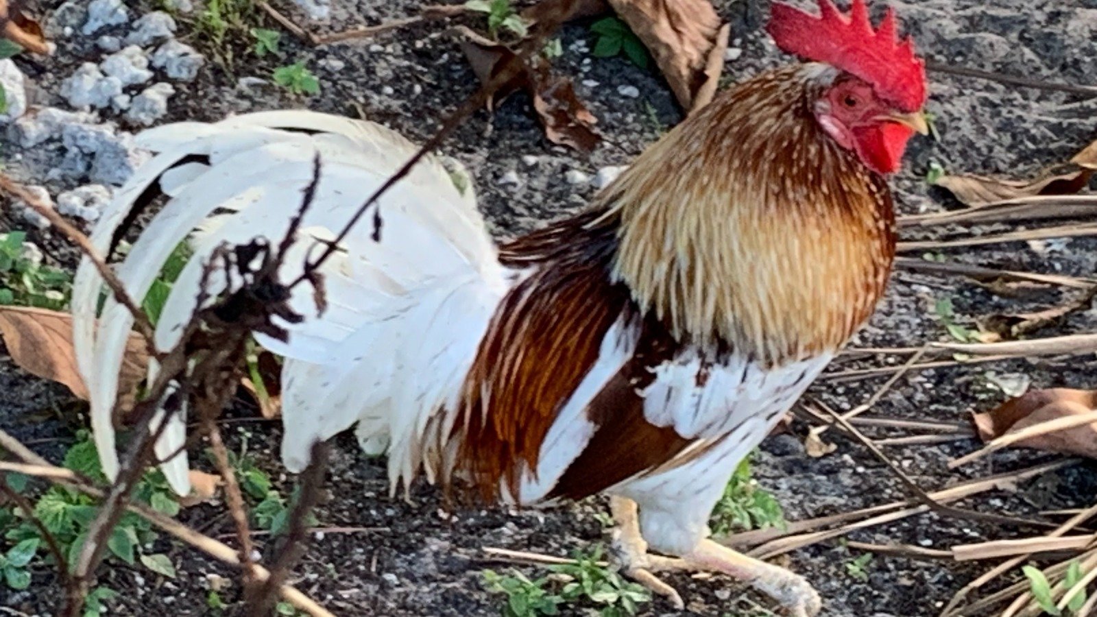 Petition · Protect the chickens in Little Haiti in Miami Florida ...