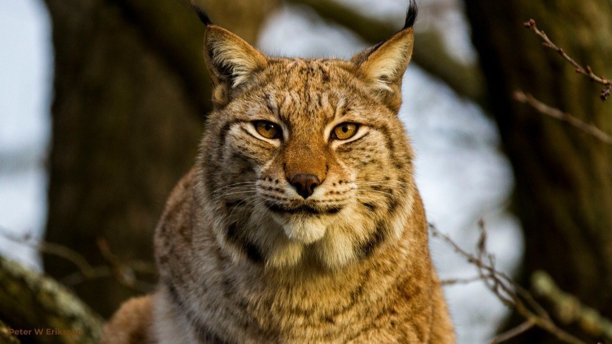 Petition · Stoppa troféjakten på lodjur i Sverige! (Stop Trophy Hunting ...