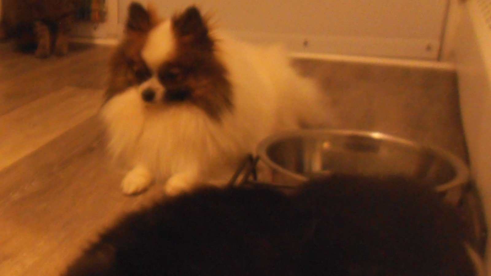 Petition · Korea who boil dogs alive, Given $54 million for cable to ...