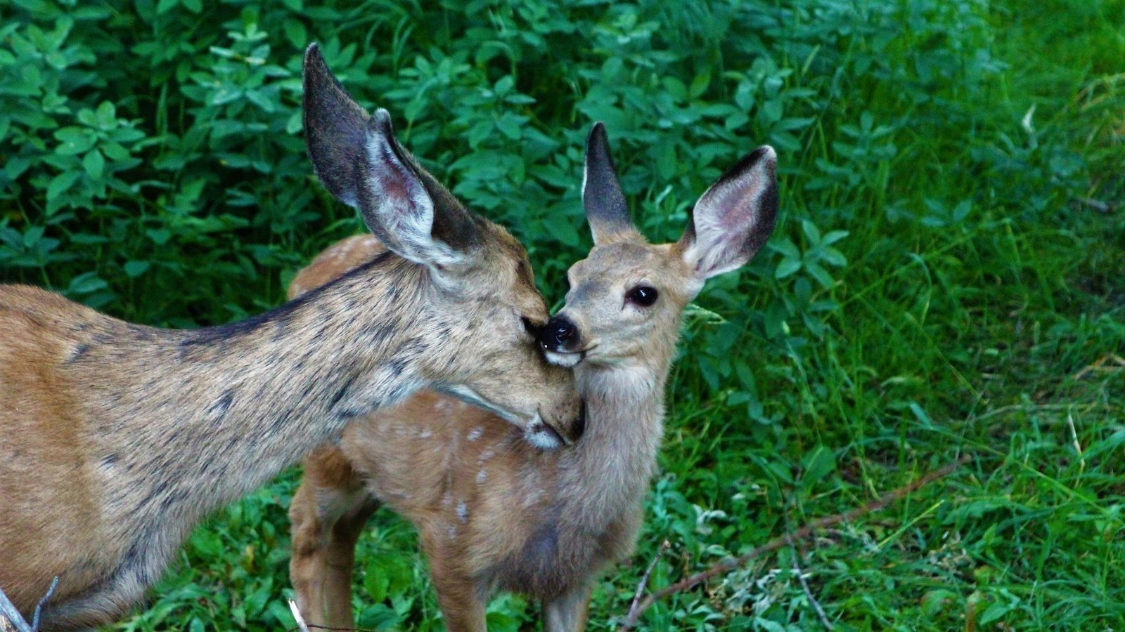 Petition · STOP the War on McCall Deer! - United States · Change.org