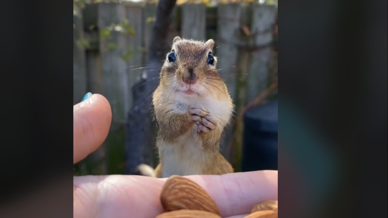 Petition · Adopt Marcy In Honor of Peanut - United States · Change.org