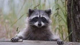 Petition · Make pet raccoons legal in Oregon - United States · Change.org