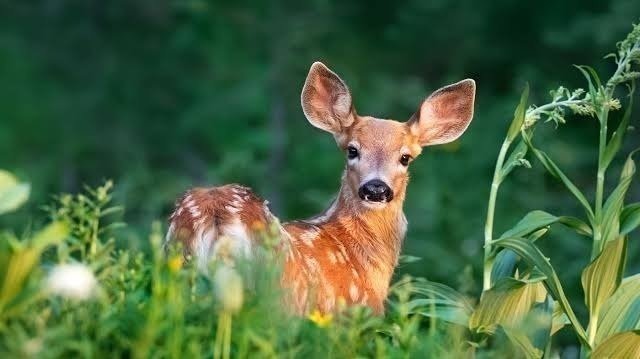 Petition · BRING BACK JINKE MARINA! - India · Change.org