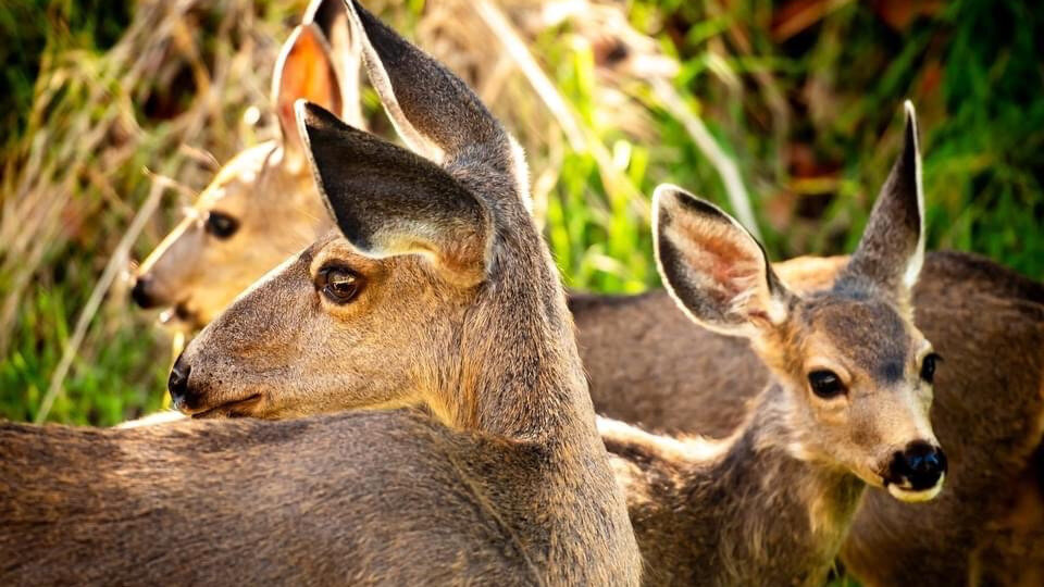 Petition update · UPDATE AND ACTION ITEMS TO Stop the Slaughter of Our ...