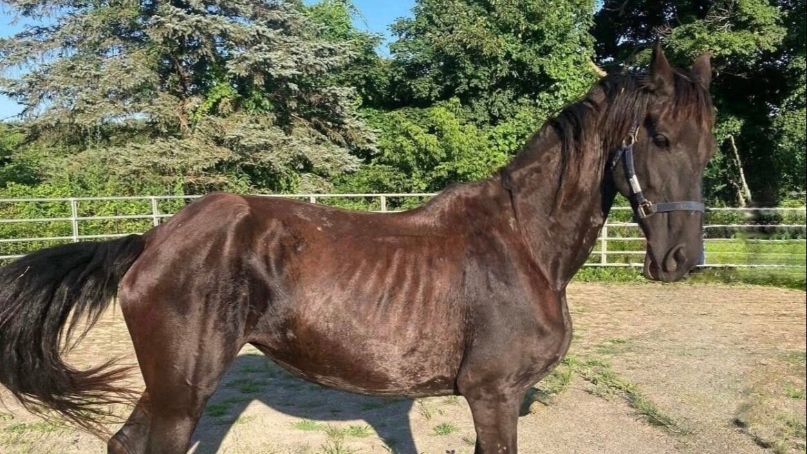 Petition · Stop the Cruelty at Friesians of Majesty. - United States ...