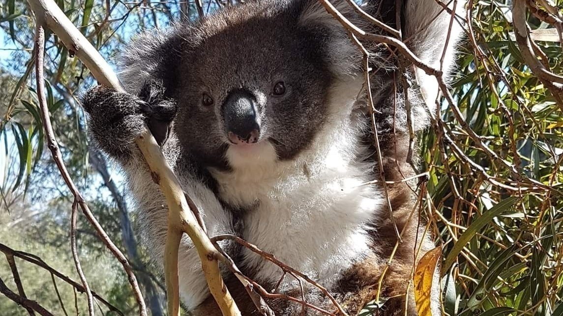 Petition · Help save our Koalas from extinction, DEW - SA Govt- STOP ...