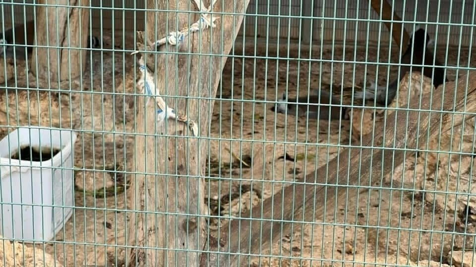 Petition · CLOSE DOWN PAPHOS ZOO OF CYPRUS.. ANIMAL THERE SUFFER, BAD ...
