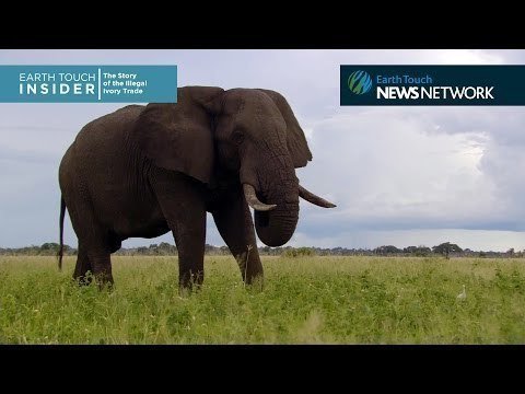 Petition · STOP THE IVORY TRADE, IT KILLS A THOUSANDS OF ANIMALS ...