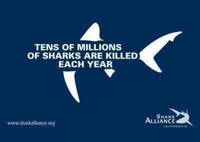 Petition · Ban Shark Finning - New Zealand · Change.org