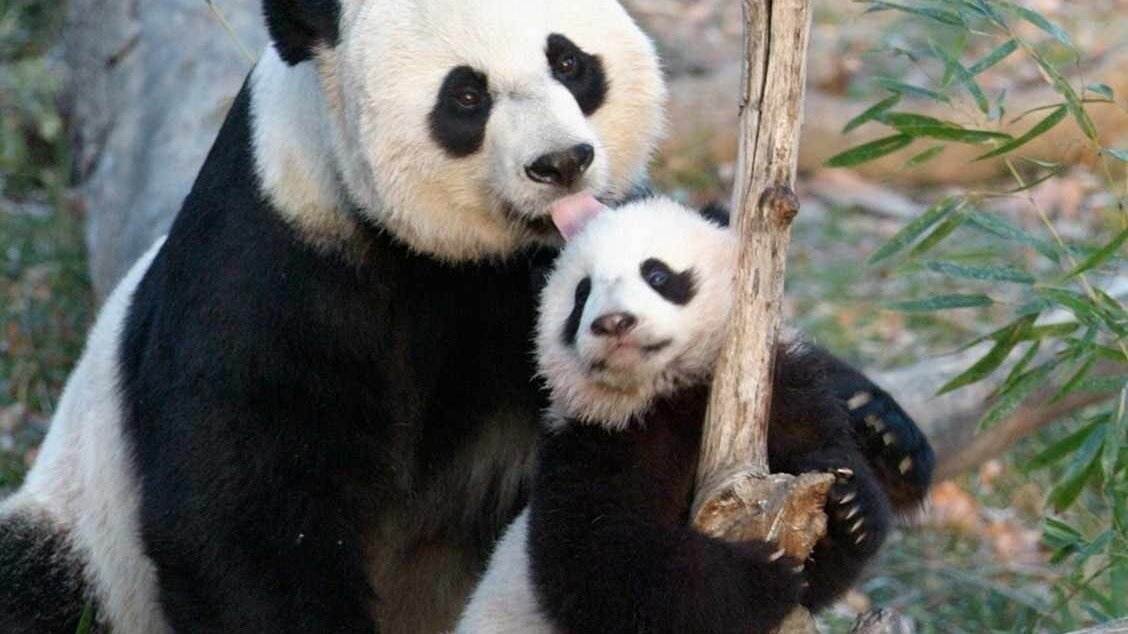 Petition · Urge President Biden to Retain Pandas at the D . C. Zoo ...