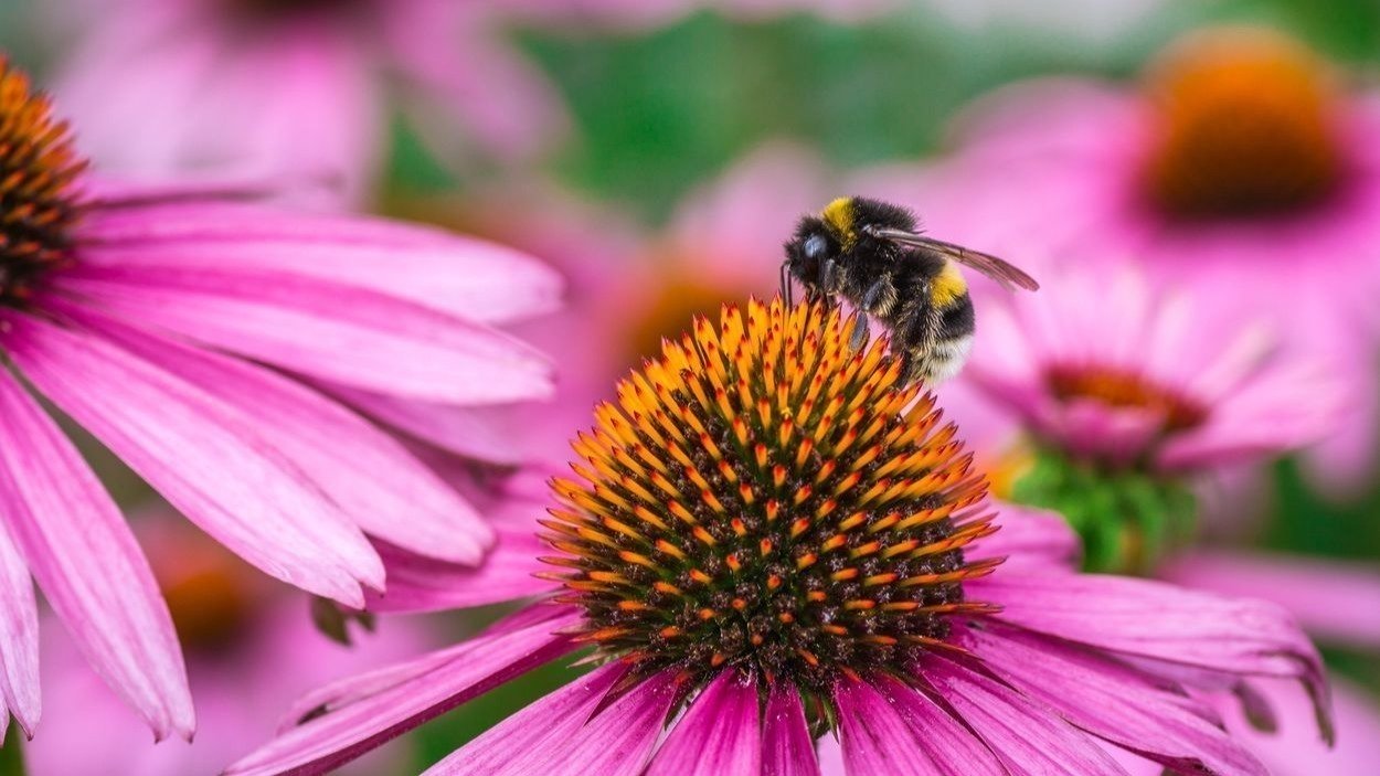 Petition · Save Da Bee - United States · Change.org