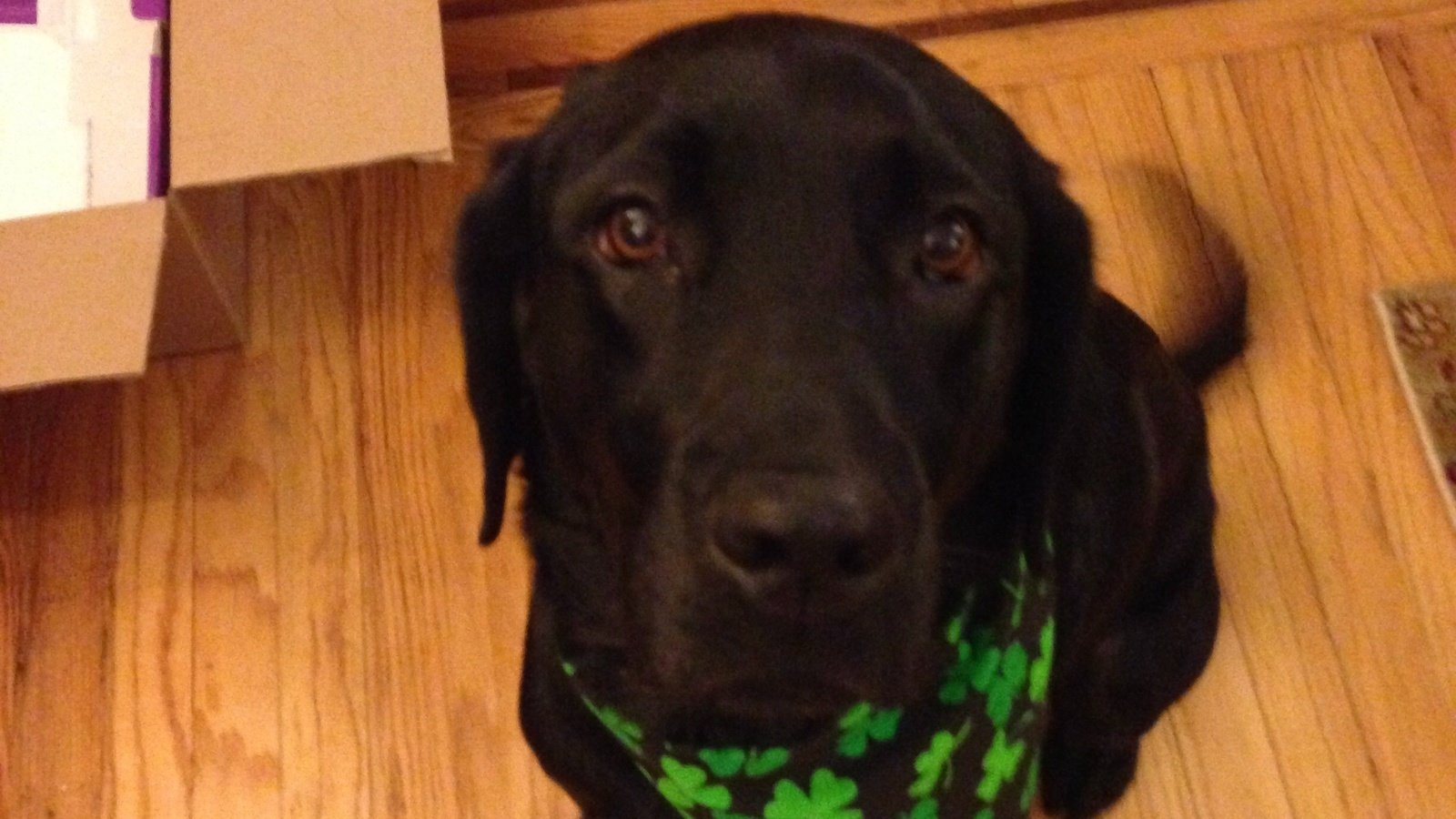 Petition update · Bring K9 Mattie Home - MSA Security pulled a fast one ...