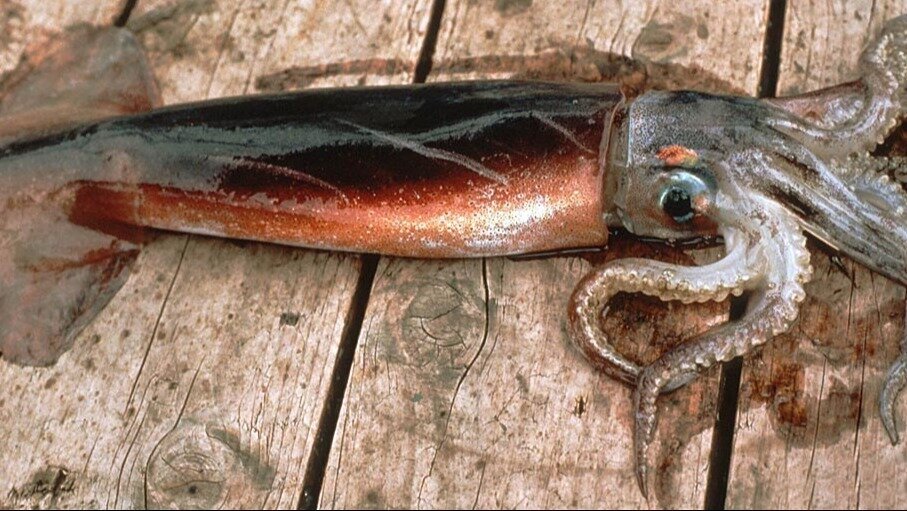 Petition · Sevenstar flying squid are underrated - Australia · Change.org