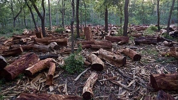 Petition · Save the Forests, Stop cutting down trees! - United Kingdom ...