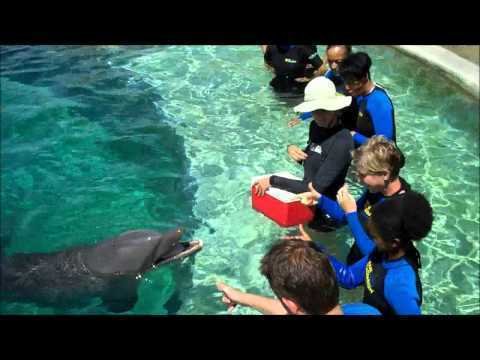Petition · Please stop supporting swim with dolphin programs, Seaworld ...