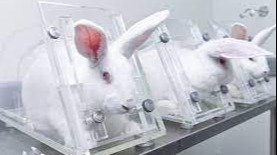 Petition · Ban Animal Testing In the U . S - United States · Change.org