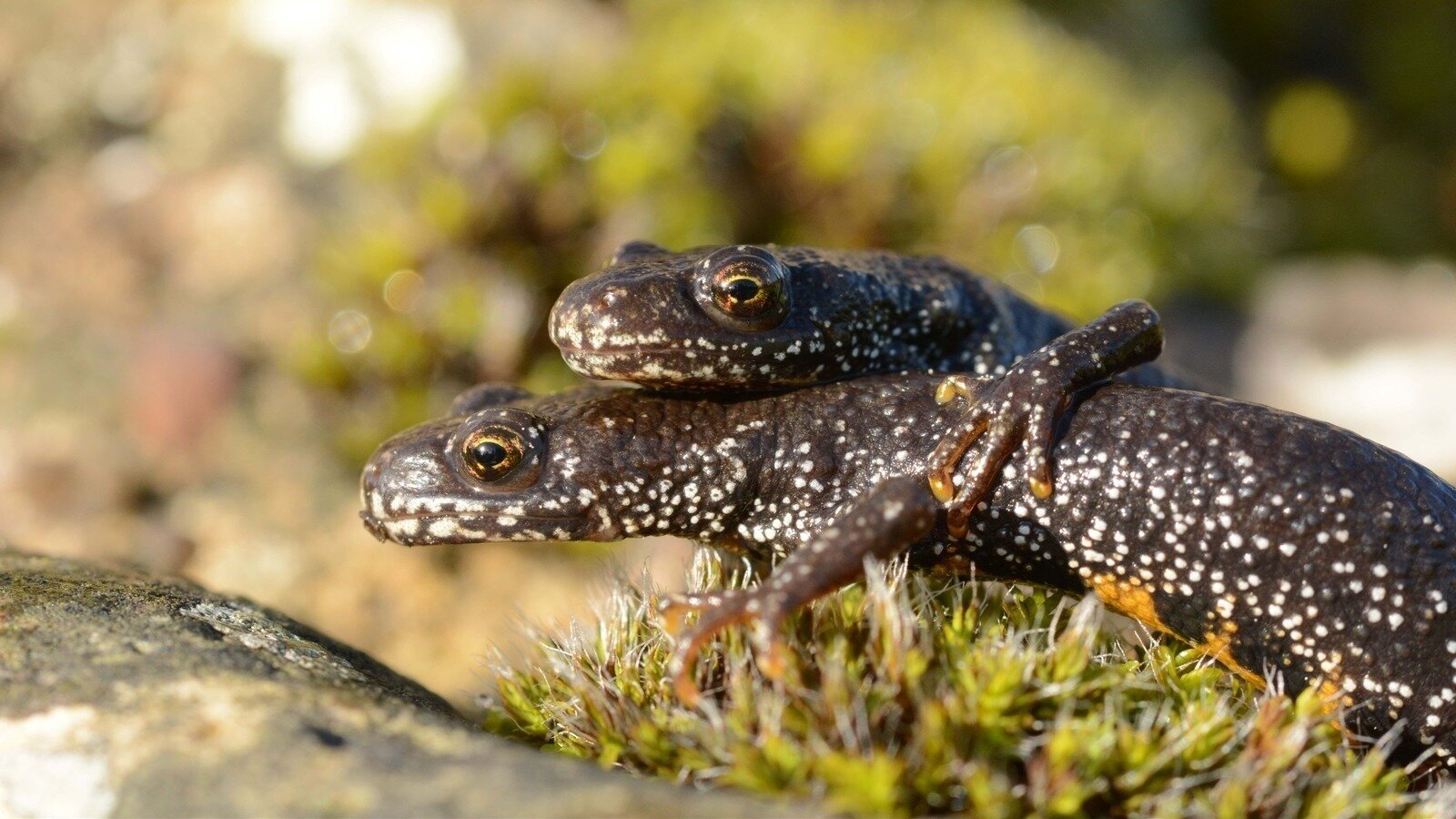 Petition · Save the Great Crested Newts and all protected species at ...
