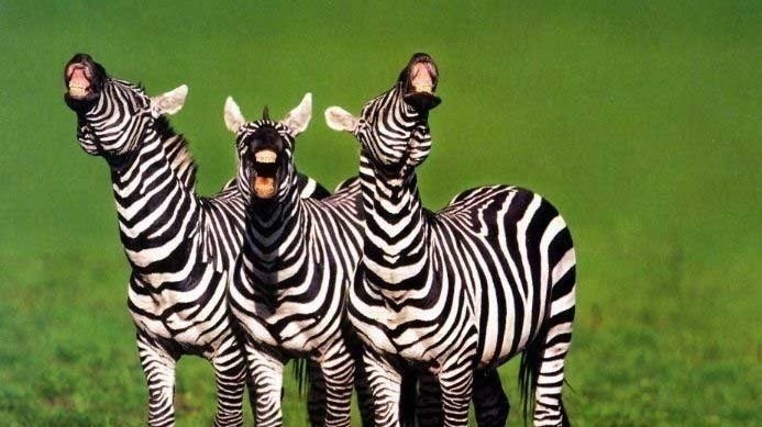 Petition · The Swedish language should spell Zebra as "Sebra" as Cebra ...