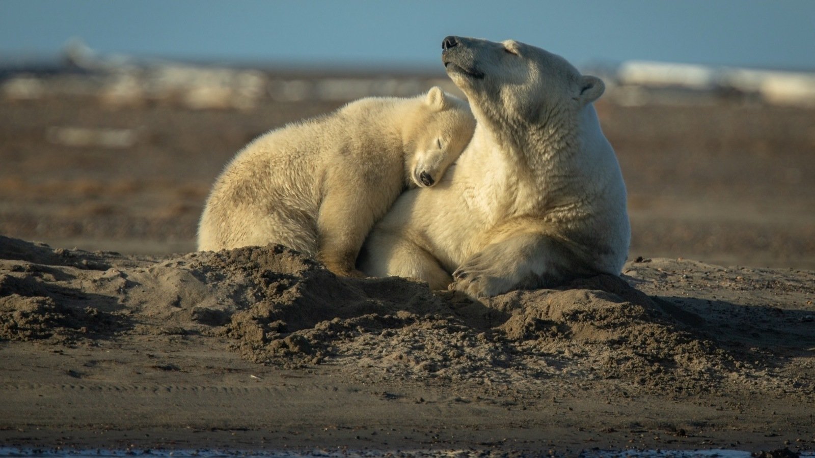 Petition · Stop the willow project before it’s actually too late ...