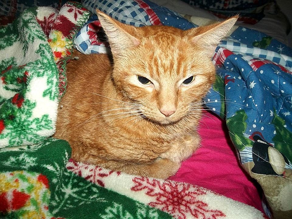 Petition · Treat/humanely put down an animal without a high fee if its ...