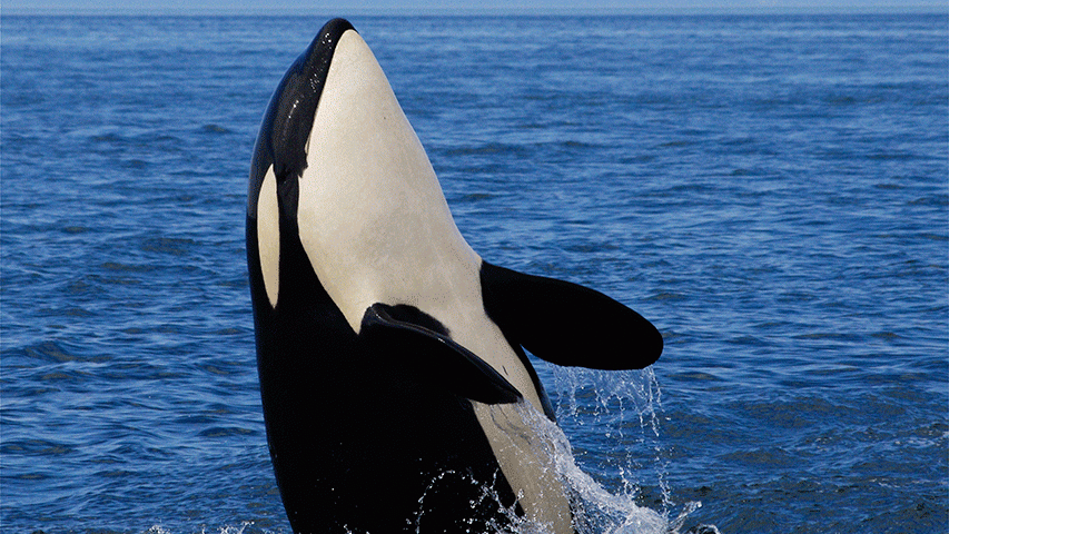 Petition · Shut Down Sea World - United States · Change.org