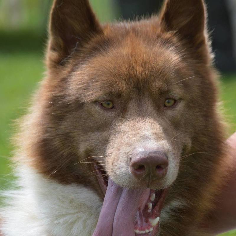 Red Canadian Eskimo Dog