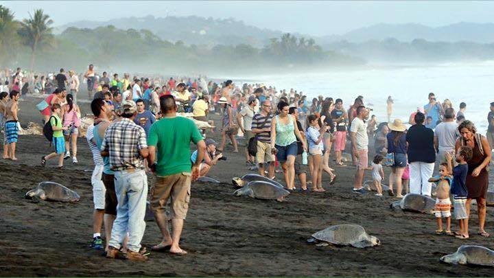 Petition · Stop Tourists and Poachers from Interrupting Sea Turtles ...