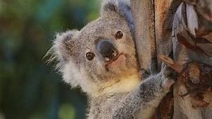 Petition · Ban Mass Tree Destruction - Australia · Change.org