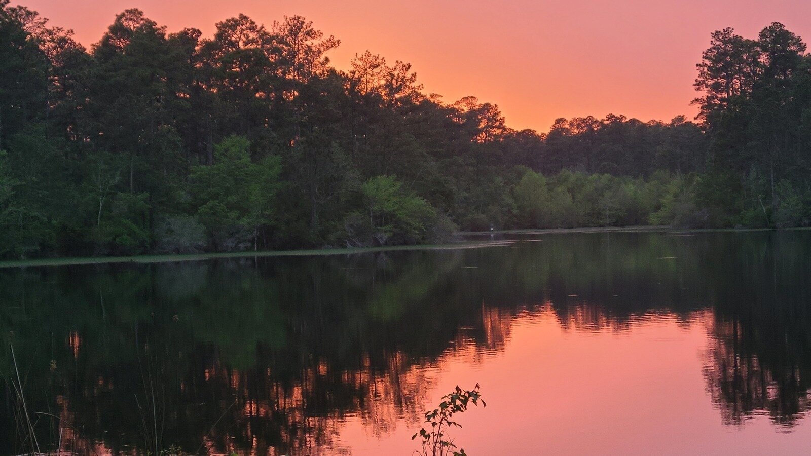Petition · Halt Trump's Allowance of Logging and Drilling in Our ...