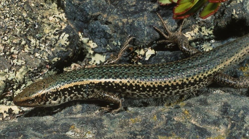 Petition · Endangered Species of The Spotted Skink - United States ...