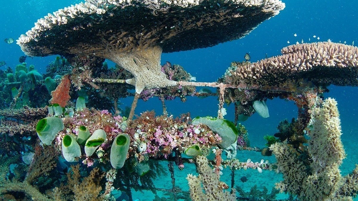 Petition · Implement a Biorock Initiative in the Chesapeake Bay ...
