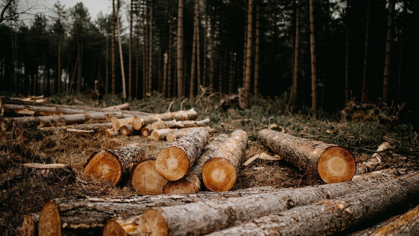 Petition · Protect Our Future : Ban Deforestation and Preserve Our ...