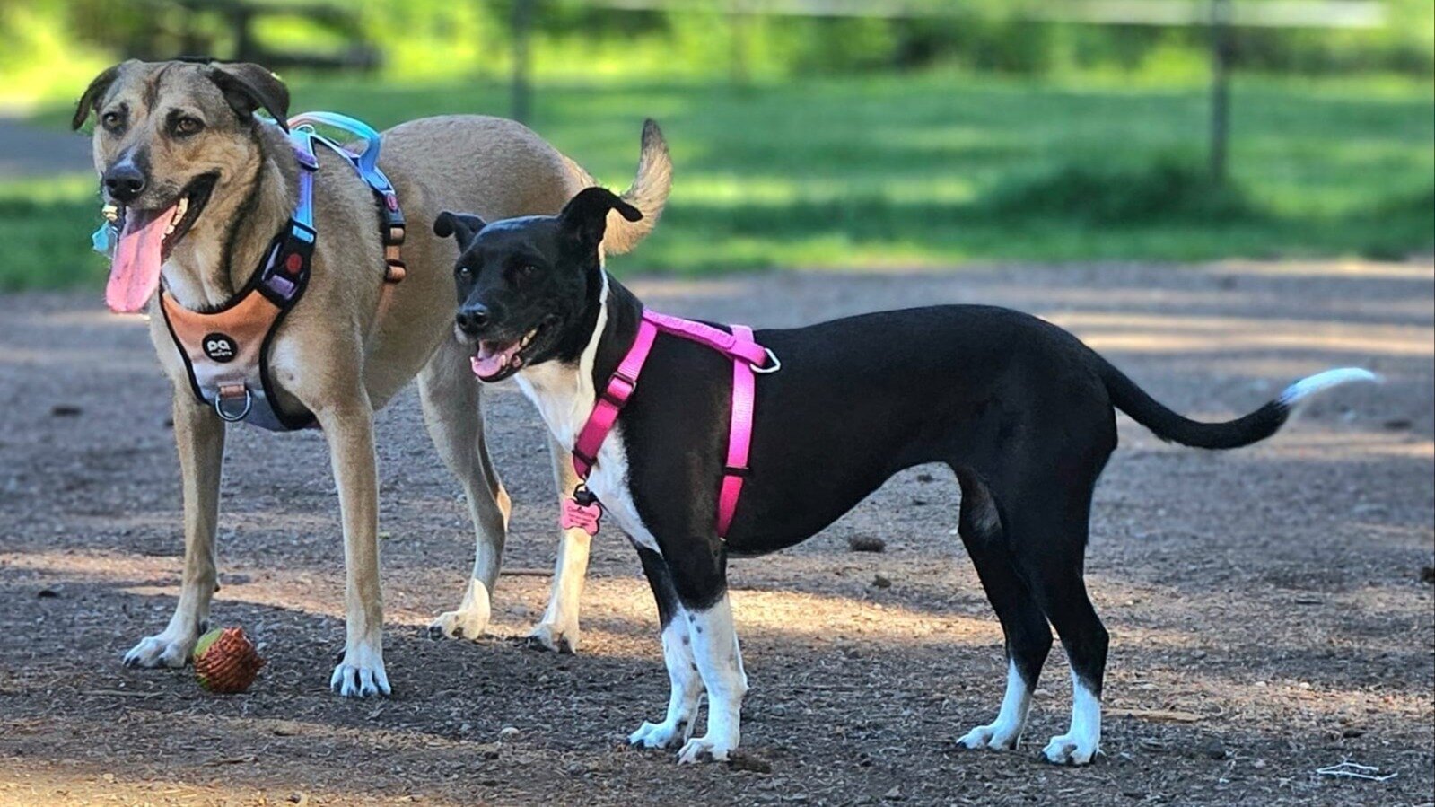 Petition · Improve Evergreen Dog Park with Essential Facilities ...