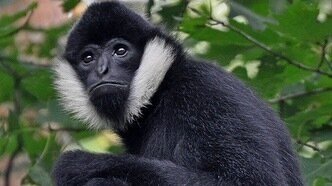 Petition · Protect the Gibbons from Extinction - United States · Change.org