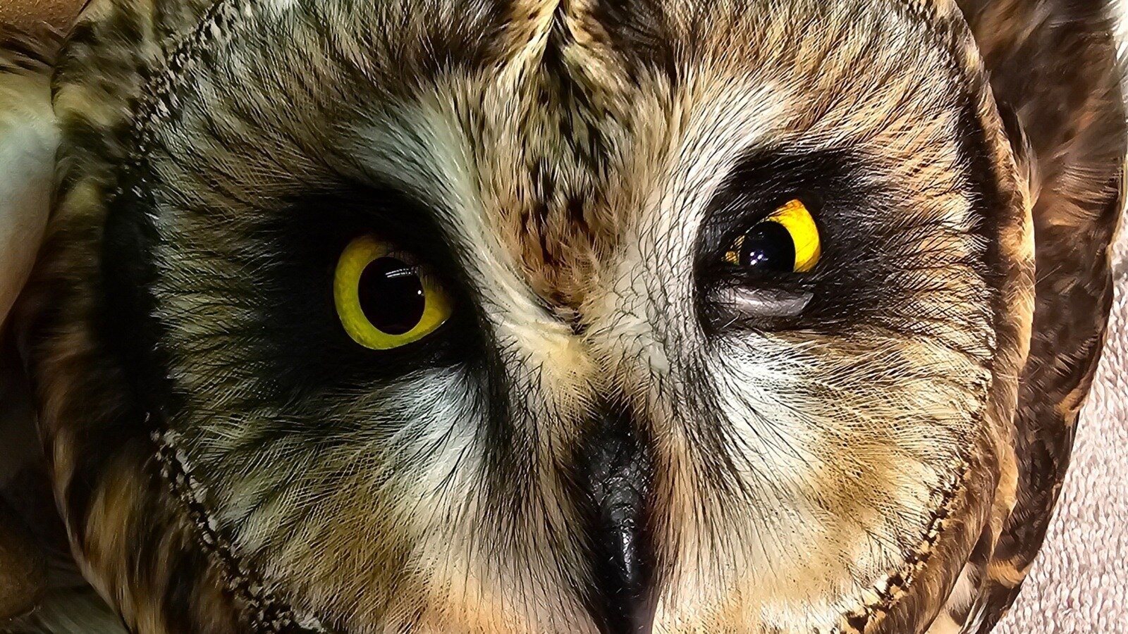 Petition · Halt Michigan Department of Natural Resources' Unnecessary ...