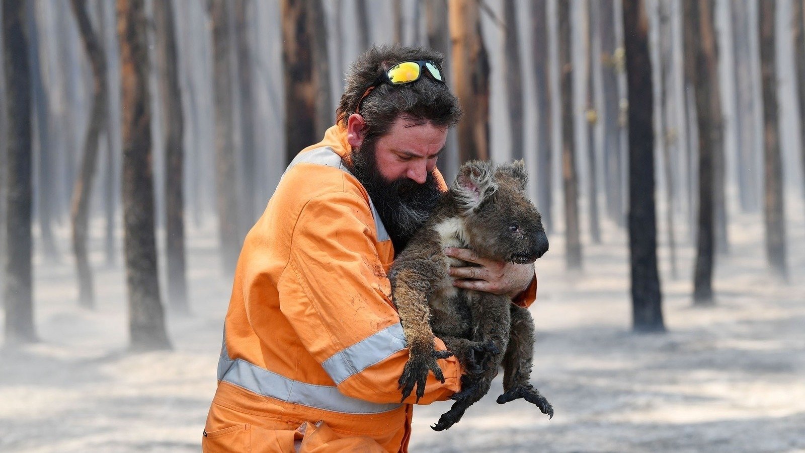 Petition · Animal Life Matters - Philippines · Change.org