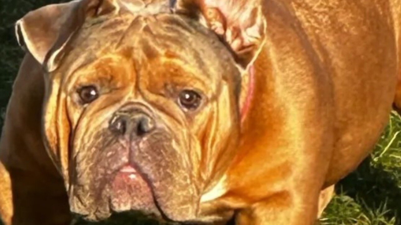 Petition · Demand Justice for Stolen Dogs and Hold Unscrupulous ...