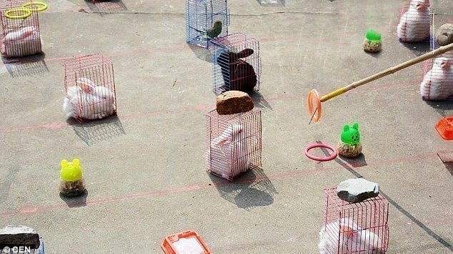 Petition · Help Shut Down Cruel Chinese "Hoop Game" - Deyang, China ...